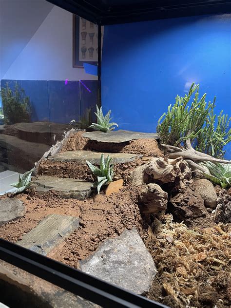 Thoughts on my new bioactive enclosure? : r/leopardgeckos