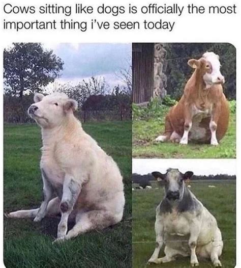20 Funny Cow Memes That Will Moooove You To Laughter Animals