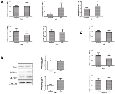 Mir 128 Participates In The Pathogenesis Of Slow Transit Constipation By Regulating The P38α M