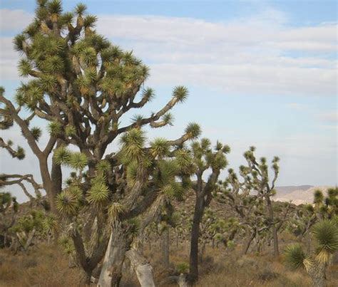 Why It Takes So Long For Joshua Trees To Grow