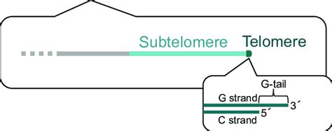 Telomeres And Subtelomeres Telomeres Exist At The Ends Of A Linear