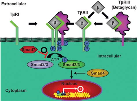 Transforming Growth Factor Transforming Growth Factor β Blockade In