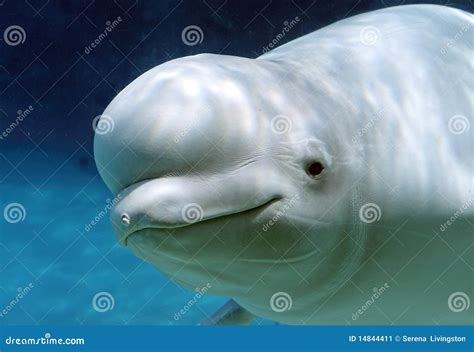 Beluga Whale Stock Image Image Of Cute Pool Orcas 14844411