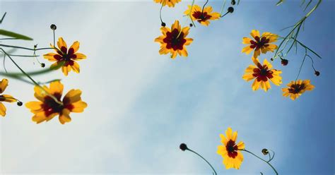 Cross Doc Reverse Lookups