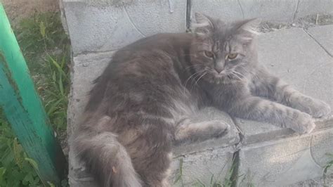 Cute Cat Pornhub Com