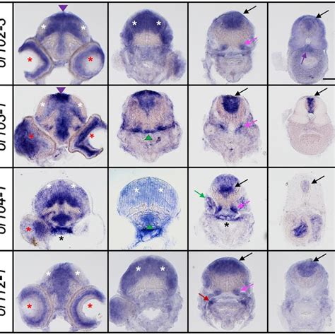 Spatial Regulation Of Olfactory Receptor Gene Expression During Download Scientific Diagram