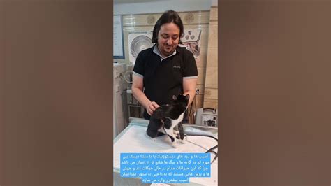 بررسی لوکیشن درد در ستون فقرات گربه تاکسیدو با معاینه بالینی Youtube