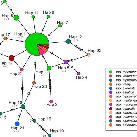 Median Joining Haplotype Network For 16s Rdna Sequences Different