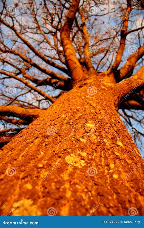 Sunset Tree Stock Photo Image Of Sunlight Forest Branches 1024922