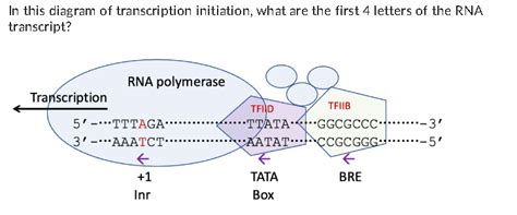 Solved In This Diagram Of Transcription Initiation What Are