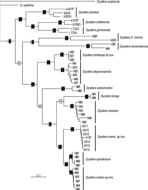 Bayesian Majority Rule Consensus Tree Of The Combined Mitochondrial