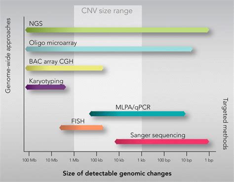 The Most Widely Used Methods For Genome Wide And Targeted Cnvs