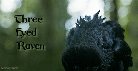 Three Eyed Raven  Ravens Birds S Discover And Share S