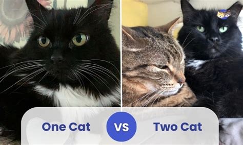 One Cat Or Two Should I Get Another Cat