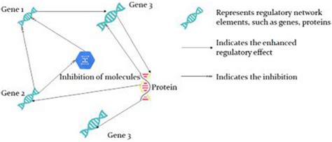 Simplified Diagram Of Gene Regulatory Network Download Scientific Diagram