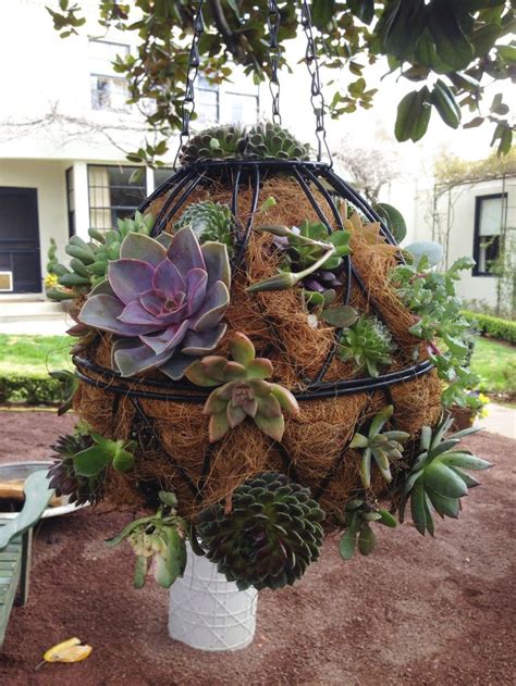 How To Plant Succulents In Hanging Basket At Eliza Kyle Blog