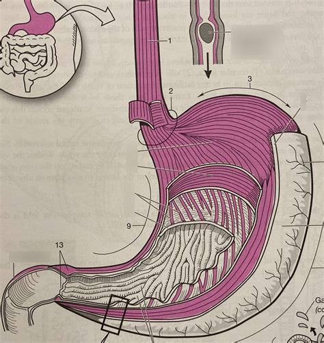 Stomach Diagram Quizlet