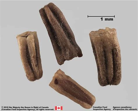 Tripleurospermum Maritimum L W D J Koch Idseed