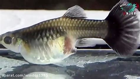 زایمان ماهی گوپی