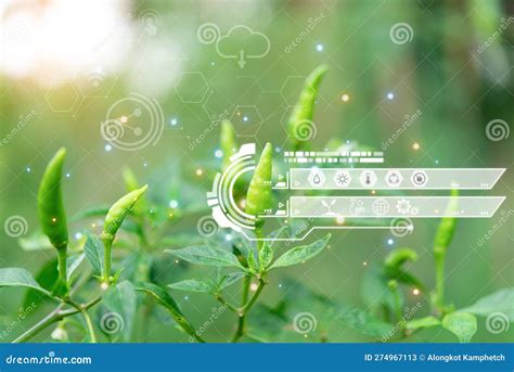 Smart Farm Chilli Peppers Or Green Chilies Farm Stock Image Image Of Technology Infographic