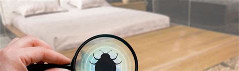 Can You Find Bed Bugs With A Black Light