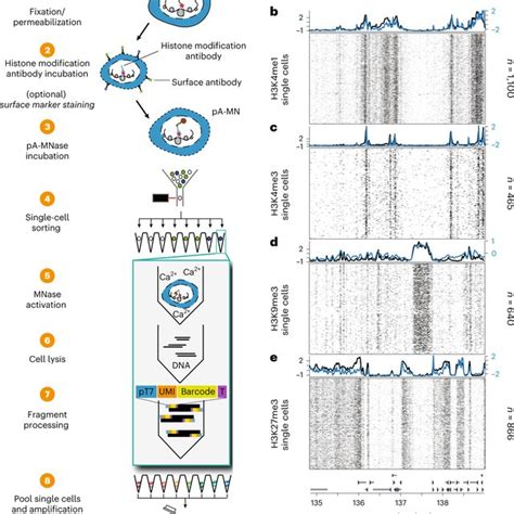 Sortchic Maps Histone Modifications In Single Cell A Schematic Of The Download Scientific