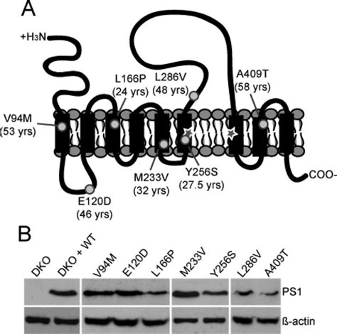 Verification Of Ps1 In Cells A Schematic Of Ps1 Showing Proposed Download Scientific Diagram