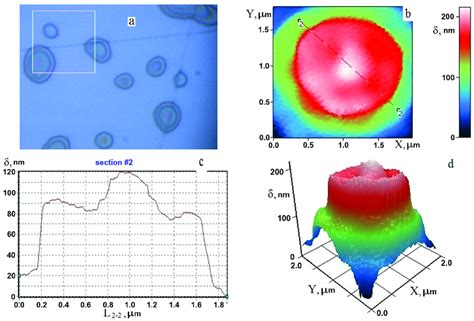 Measurements Of An Emulsion Particle With Laser Phase Microscope A
