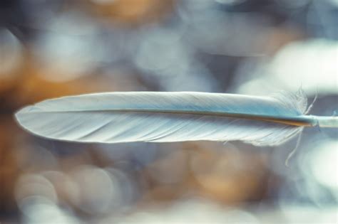 디자인 질감에 대한 아름다운 파란색 새 깃털 패턴 배경을 닫습니다 매크로 사진 보기 0명에 대한 스톡 사진 및 기타 이미지 0명 골동품 깃털 Istock