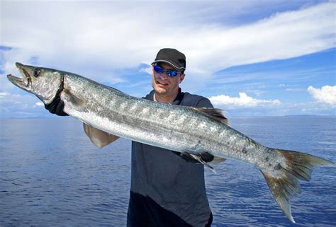 Can You Eat Barracuda And How Does It Taste