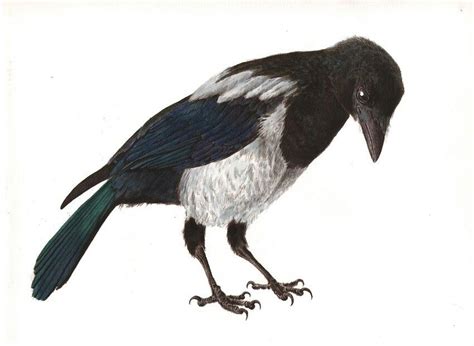 Magpie Bird Drawings History Drawings Illustration