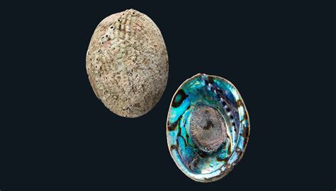 Luméa New Zealand Abalone Pāua Shell