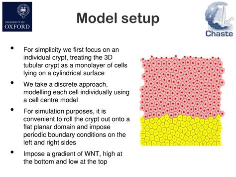 Ppt Cell Based Modelling In Chaste Understanding Tissue Renewal