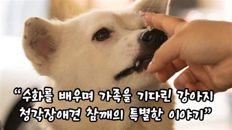 수화를 배우며 가족을 기다린 청각장애견 참깨의 특별한 이야기 Youtube