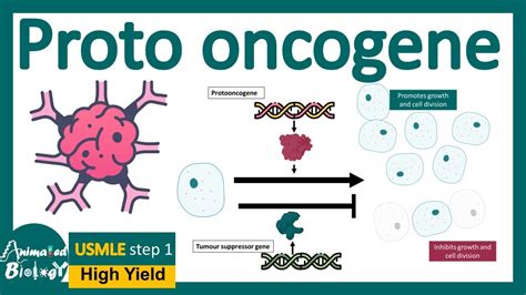 Proto Oncogens How Proto Oncogenes Lead To Cancer The Biology Of Protooncogenes Usmle