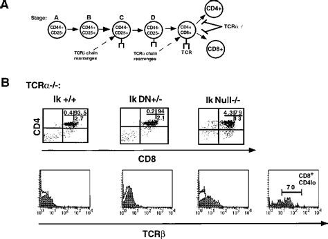 Figure From PreT Cell Receptor Tcr And Tcr Controlled Checkpoints In T Cell Differentiation