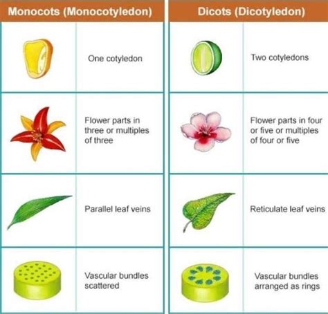 List Of Monocot And Dicot Seeds