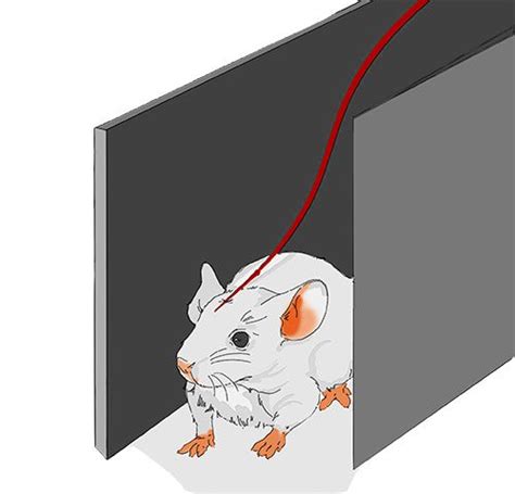 Successful Fiber Photometry In Mazes And Complex Environments