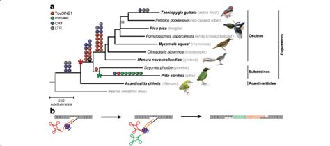 Emergence And Timing Of Cr1 Mobilized Sine Activity During Early Download Scientific Diagram