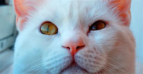 Mini Cockapoo 10 Essential Facts About This Adorable Breed