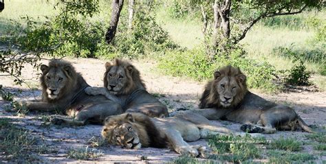 The Roar Of A King Calling For His Brother New Lions Have Entered