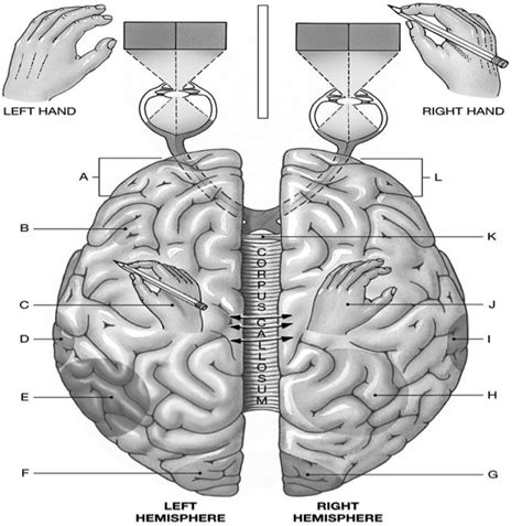 Psychology Definition Hemispheric Specialization At Gabriel Williamson Blog