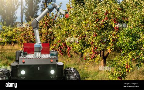 Autonomous Robot Harvester With Robotic Arm Harvesting Apples On A Smart Farm Concept Stock