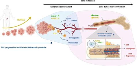 矮小相关转录因子 Runx 家族在前列腺癌中的作用runx2runx1前列腺癌runxpca因子细胞ar基因肿瘤蛋白