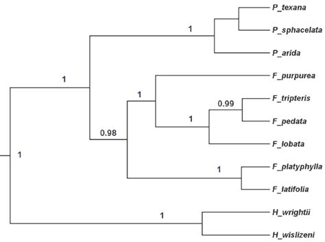 phylogenetic tree constructed from bayes inference analysis of ets and