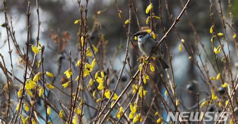 노란 개나리에 앉은 참새