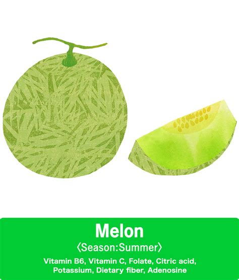 Melon Fruit Guide