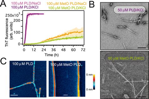 Meto Pld Forms Distinct Fibrillar Aggregates A Amyloid Aggregation