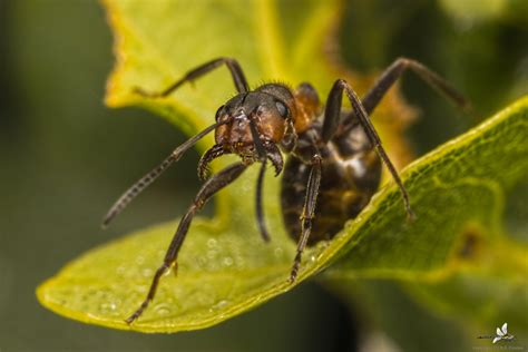 Vroege Vogels Foto Geleedpotigen Zwartrugbosmier Formica Pratensis