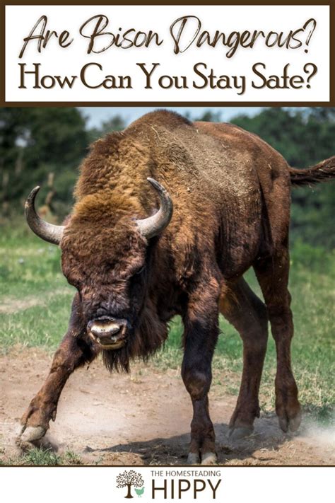 Are Bison Dangerous? How Can You Stay Safe?